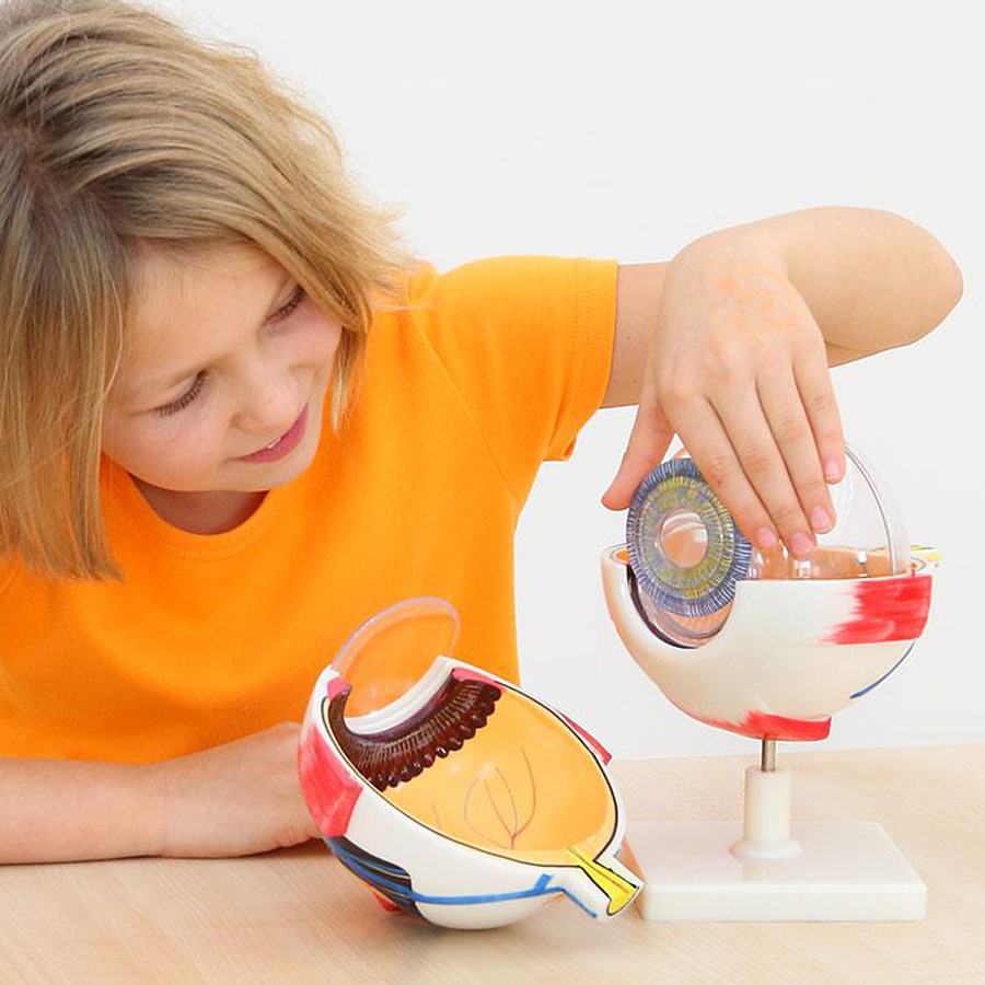 Velký model oka - názorná pomůcka ⌀ 16 cm, 6 dílů | SprávnáHračka.cz ...